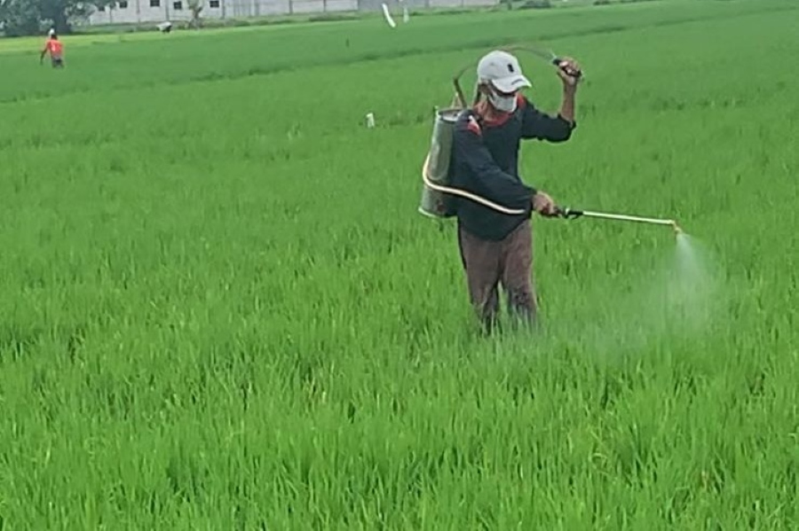 Upayakan Kenaikan Produksi, Lahan Sawah Desa Gayaman jadi Demplot Pupuk ...